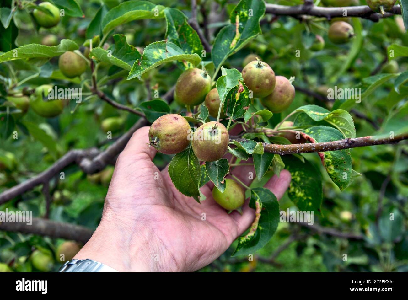 Beautiful young apples growing on a tree. The farmer visits the orchard ...