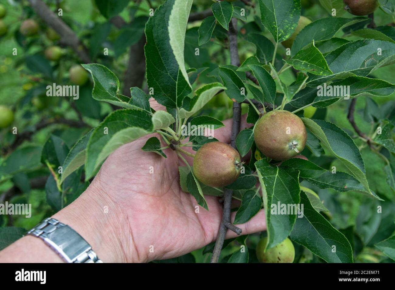 Young farmer checks orchard hi-res stock photography and images - Alamy