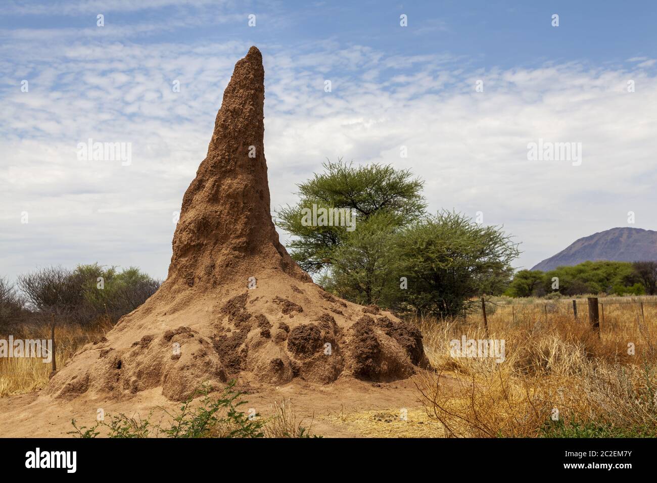 Macrotermes bellicosus hi-res stock photography and images - Alamy