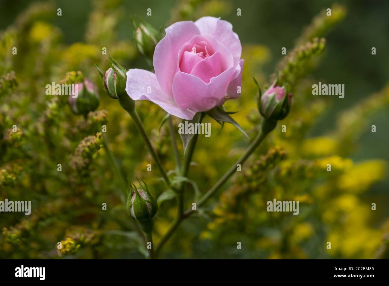 Pink rose rosa sp hi-res stock photography and images - Alamy