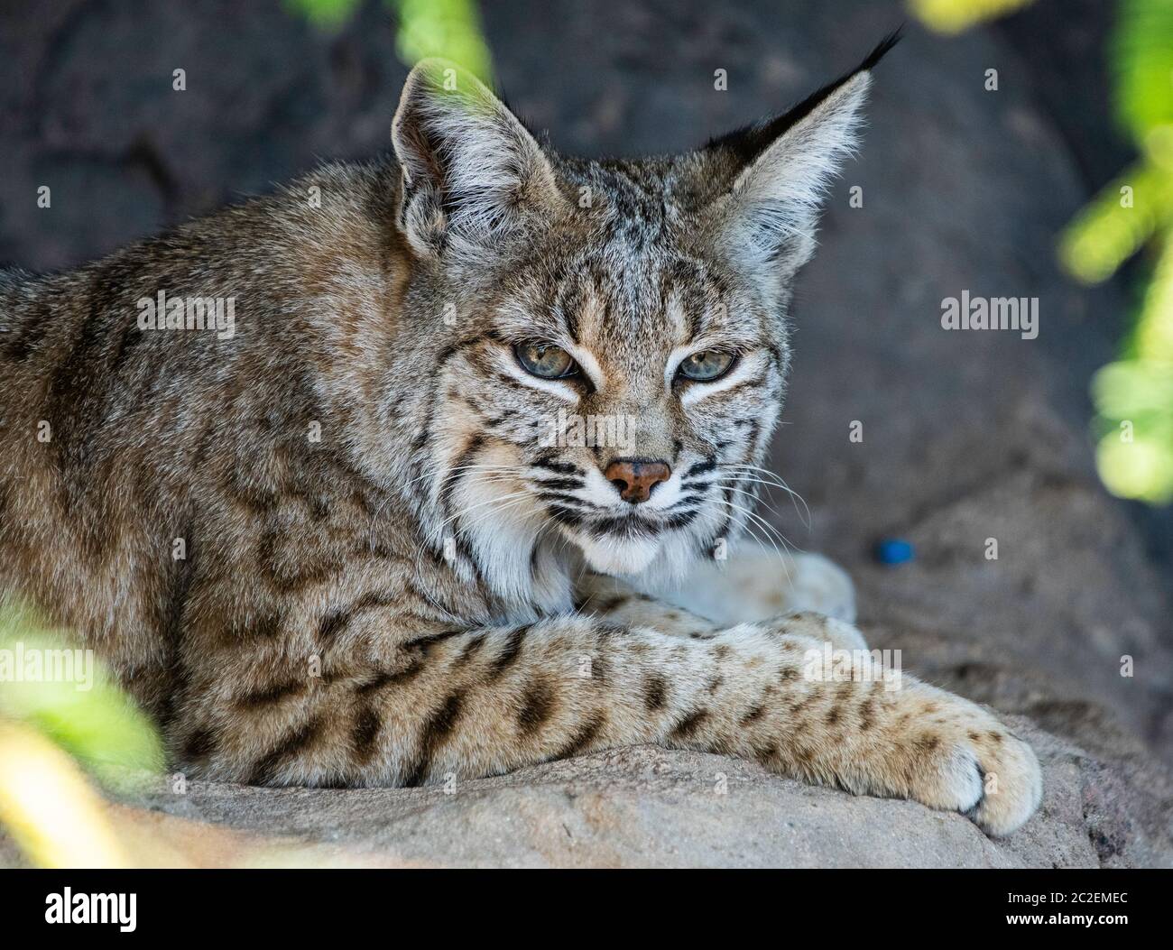 Bobcat, Lynx rufus, rests in the shade at the Arizona-Sonora Desert ...