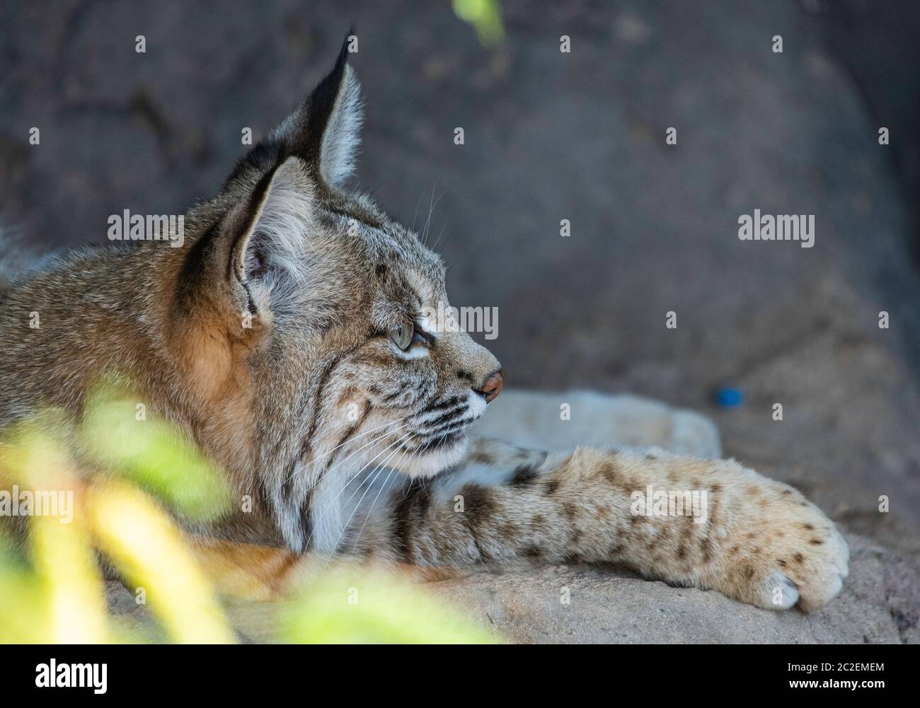 Bobcat, Lynx rufus, rests in the shade at the Arizona-Sonora Desert ...