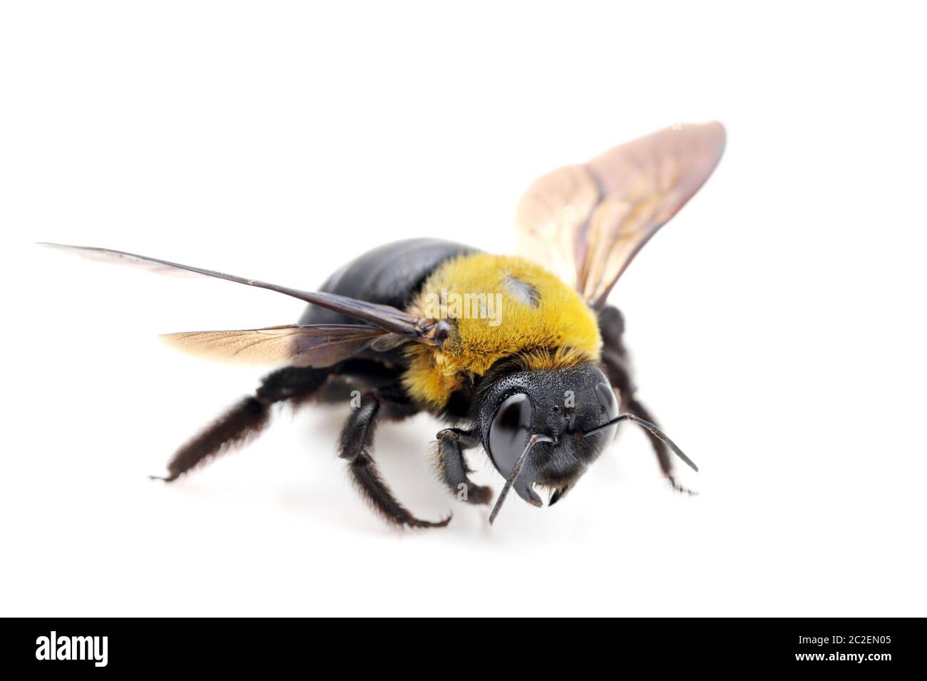 Japanese carpenter bee Cut Out Stock Images & Pictures - Alamy