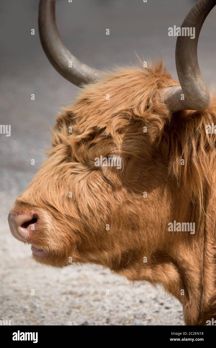 Scottish highland cattle long island hi-res stock photography and ...