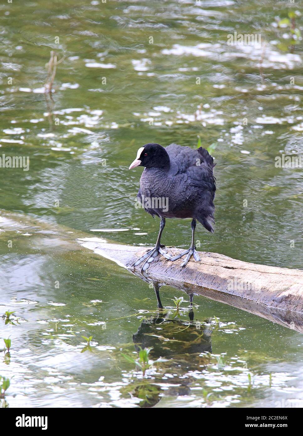 Toes have lobes hi-res stock photography and images - Alamy