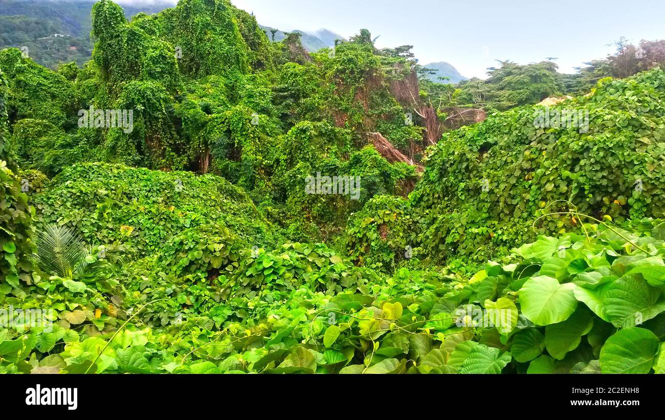 The green and fresh nature on the island of Seychelles this panorama ...