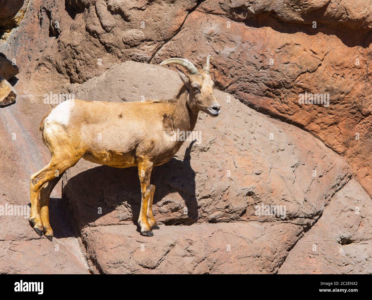 Female Desert Bighorn Sheep, Ovis canadensis nelsoni, at the Arizona ...