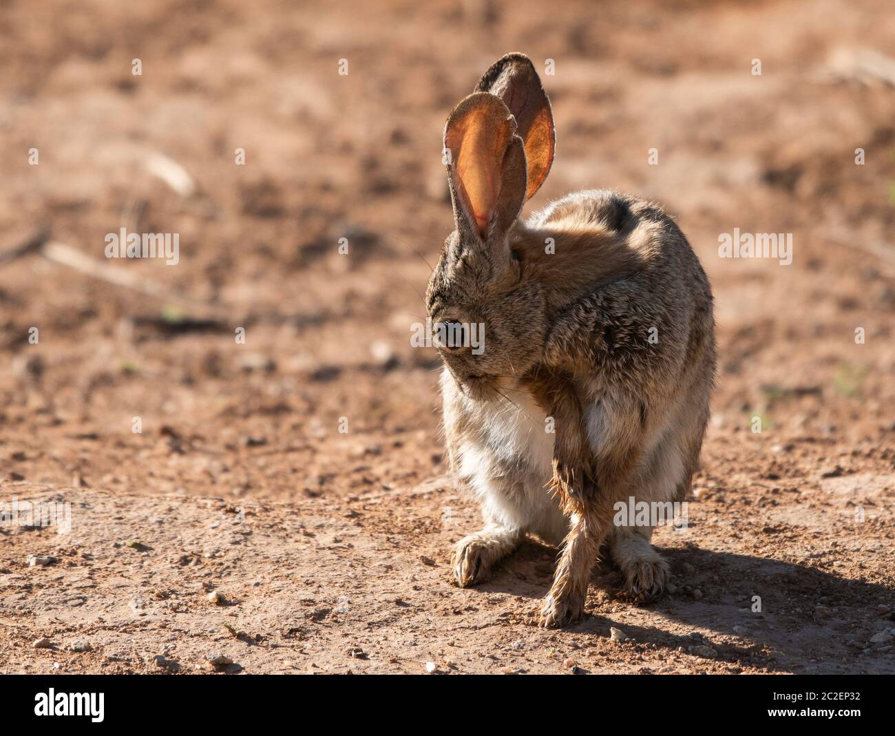 Desert Cottontail, Sylvilagus audubonii, at the Riparian Preserve at ...