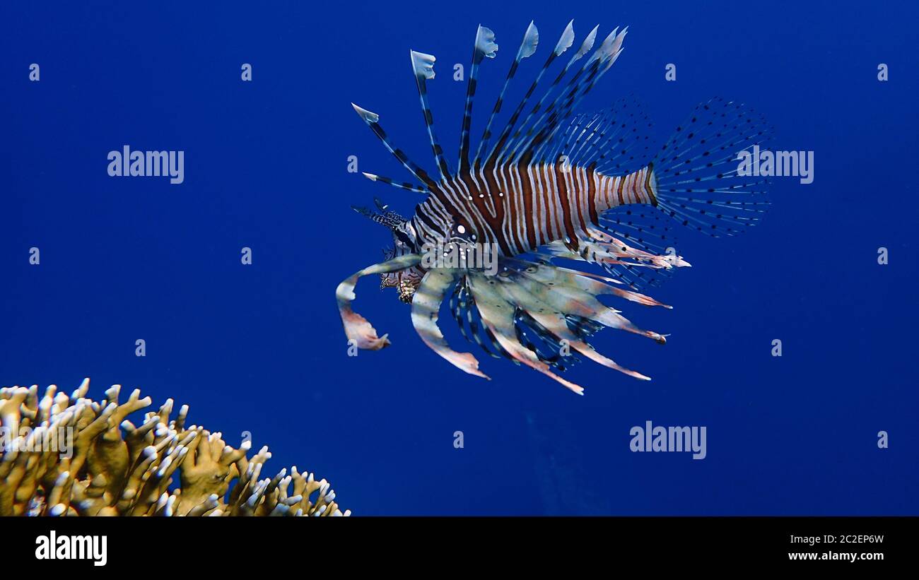 Blue lionfish hi-res stock photography and images - Alamy