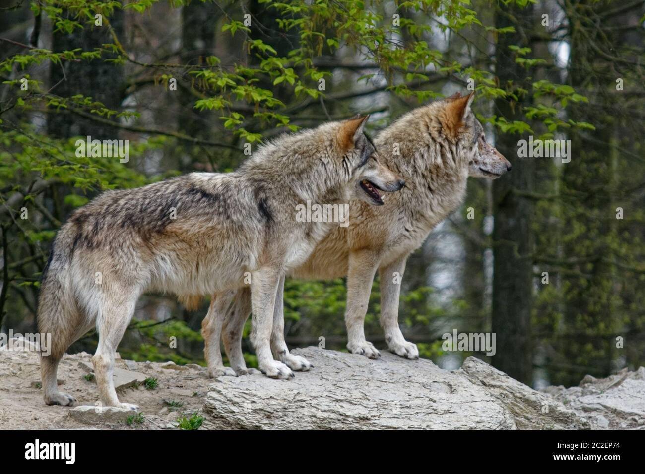 Timberwolf timber wolf hi-res stock photography and images - Alamy