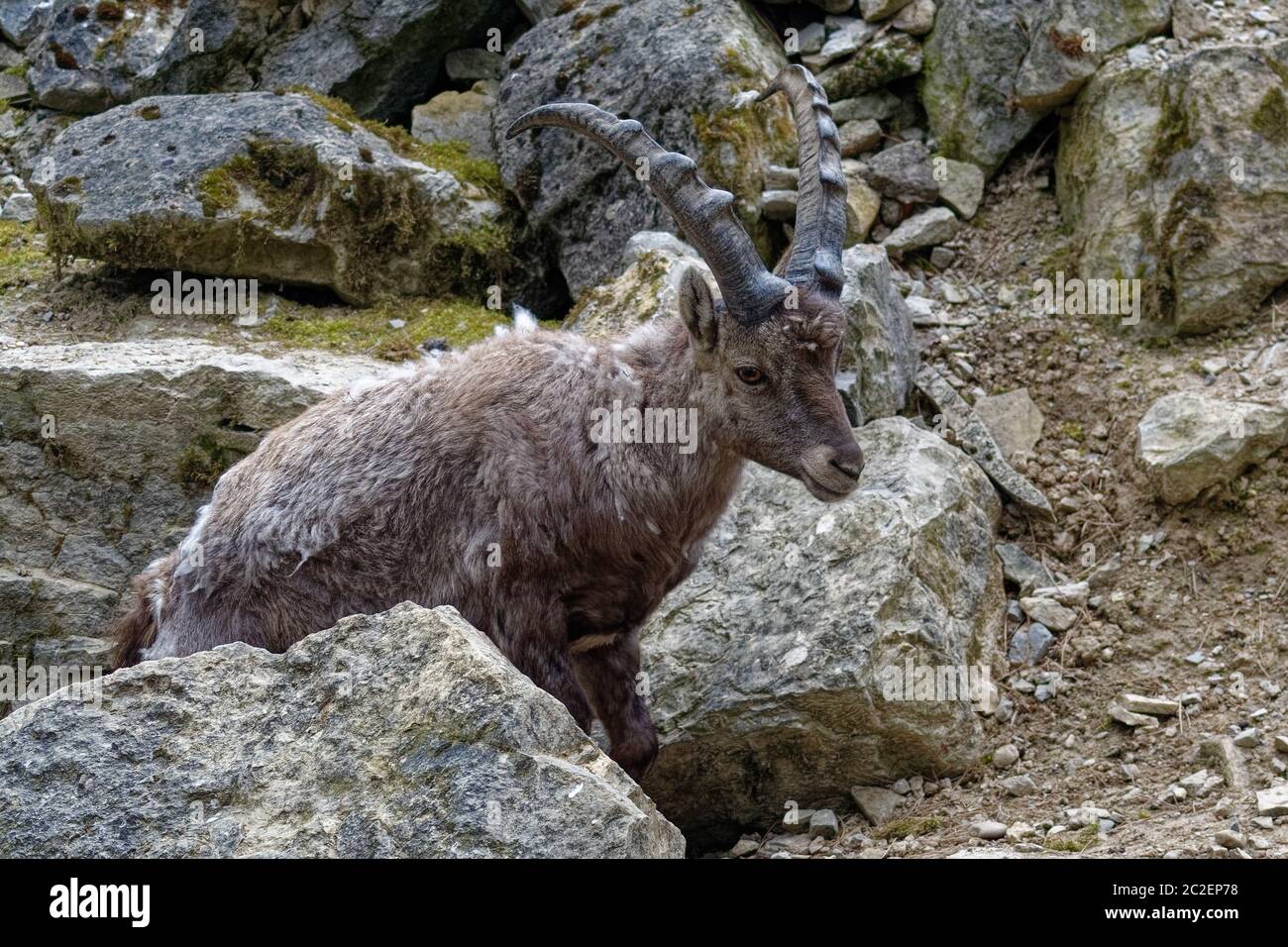 Mammal ibex alpine hi-res stock photography and images - Alamy