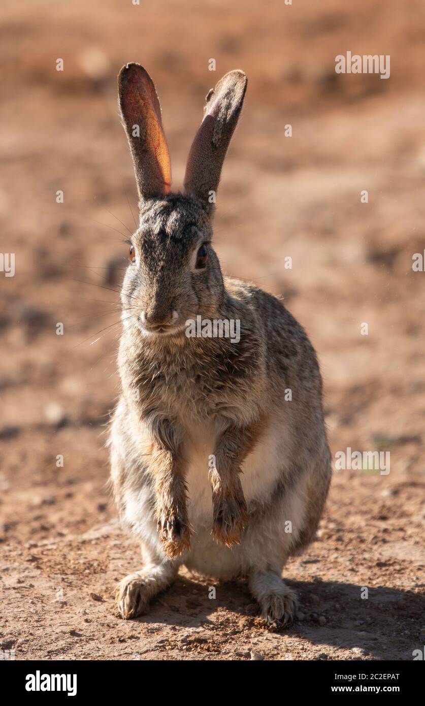 Desert Cottontail, Sylvilagus audubonii, at the Riparian Preserve at ...