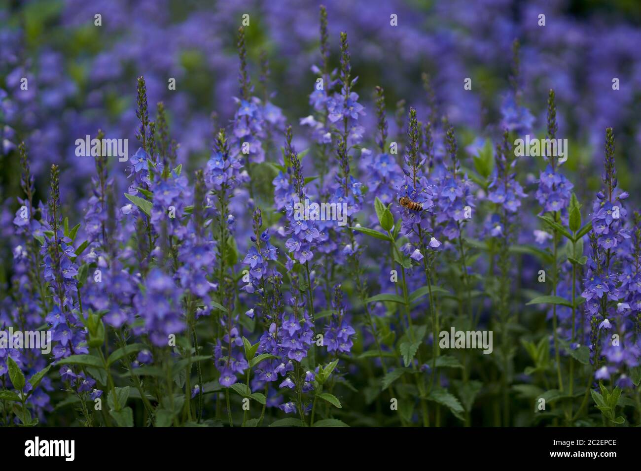 Longleaf Speedwell High Resolution Stock Photography and Images - Alamy