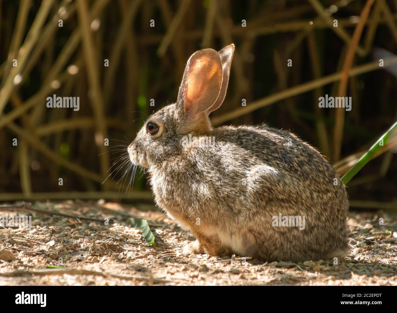 Desert Cottontail, Sylvilagus audubonii, at the Riparian Preserve at ...
