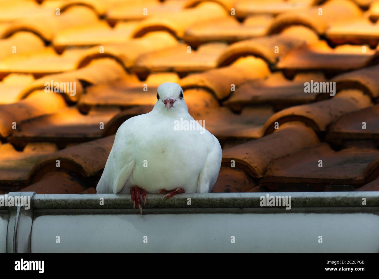 White Pigeon High Resolution Stock Photography and Images - Alamy