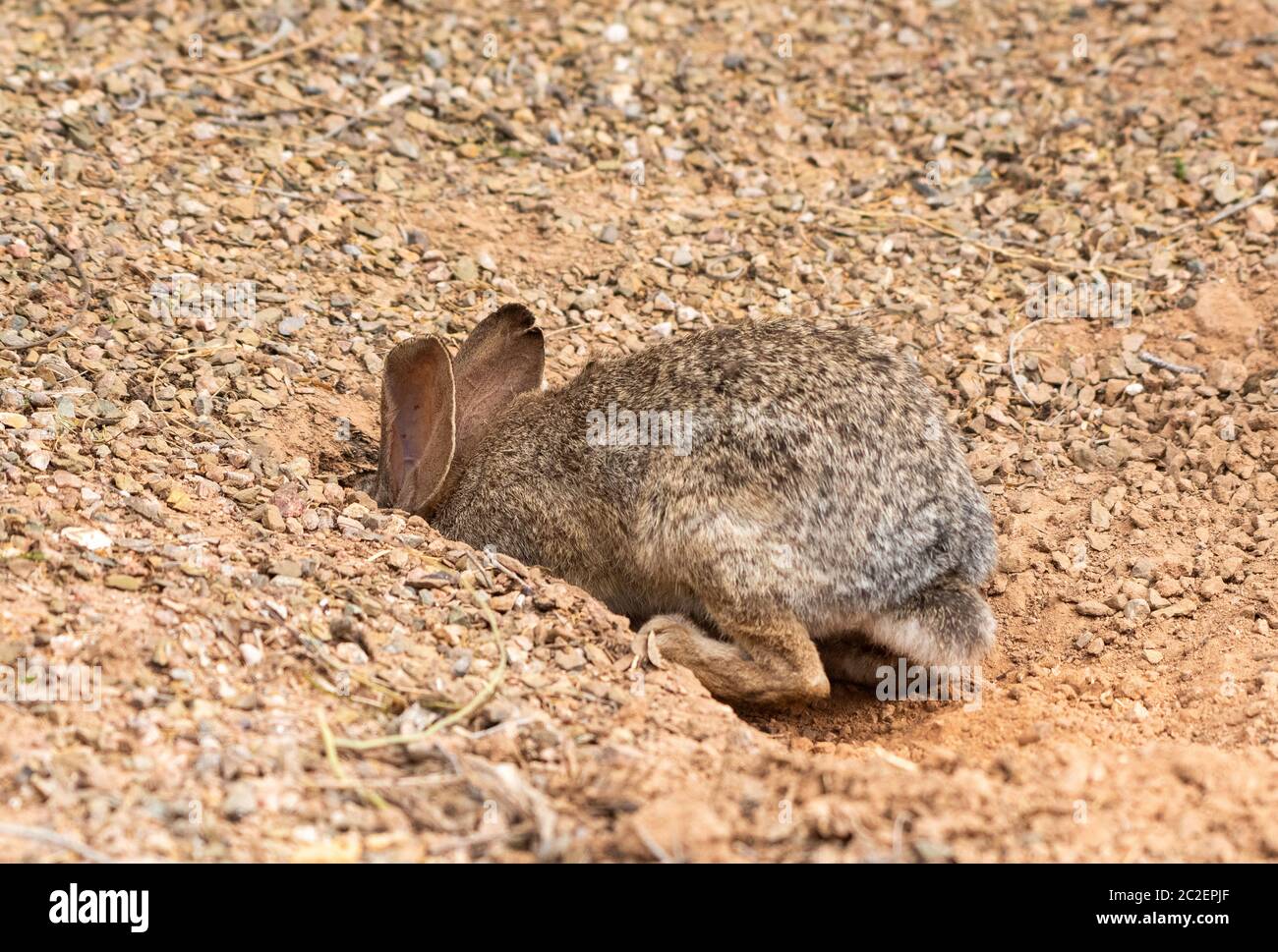 Desert Cottontail, Sylvilagus audubonii, digs a burrow at the Desert ...