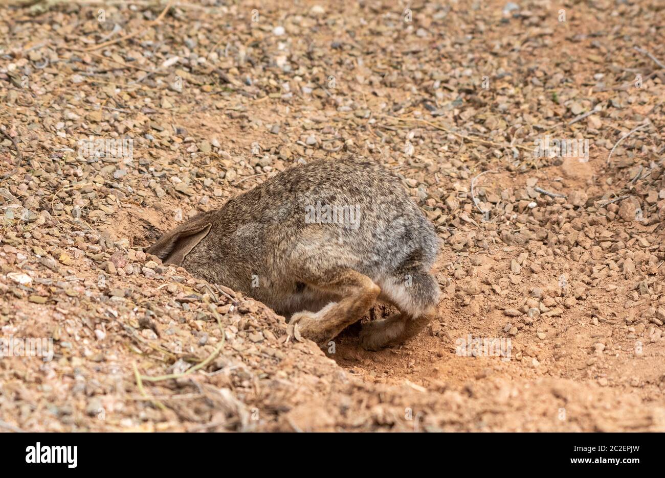 Desert Cottontail, Sylvilagus audubonii, digs a burrow at the Desert ...