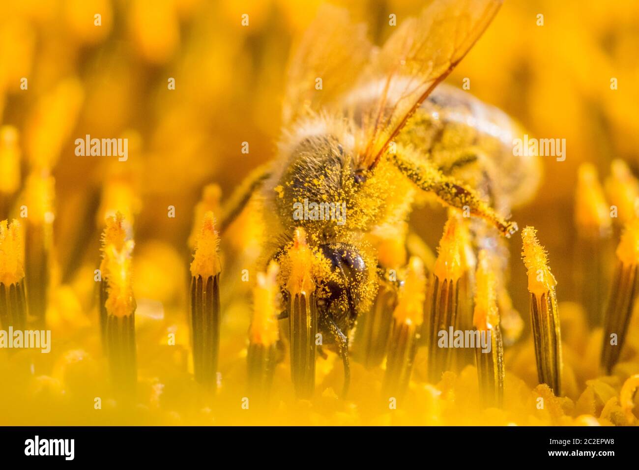 Animal sitting at summer sun flower and collect for important ...