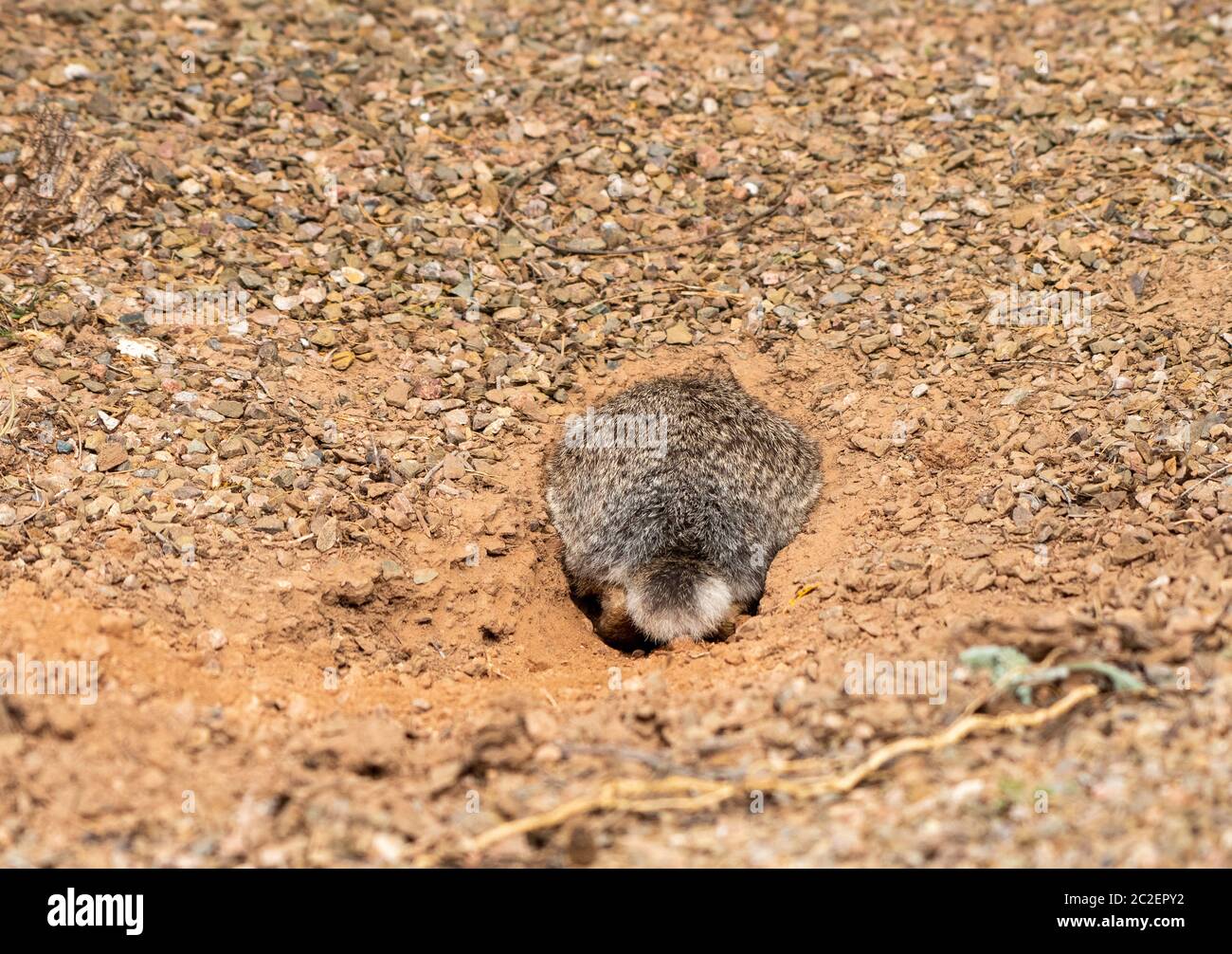 Desert Cottontail, Sylvilagus audubonii, digs a burrow at the Desert ...