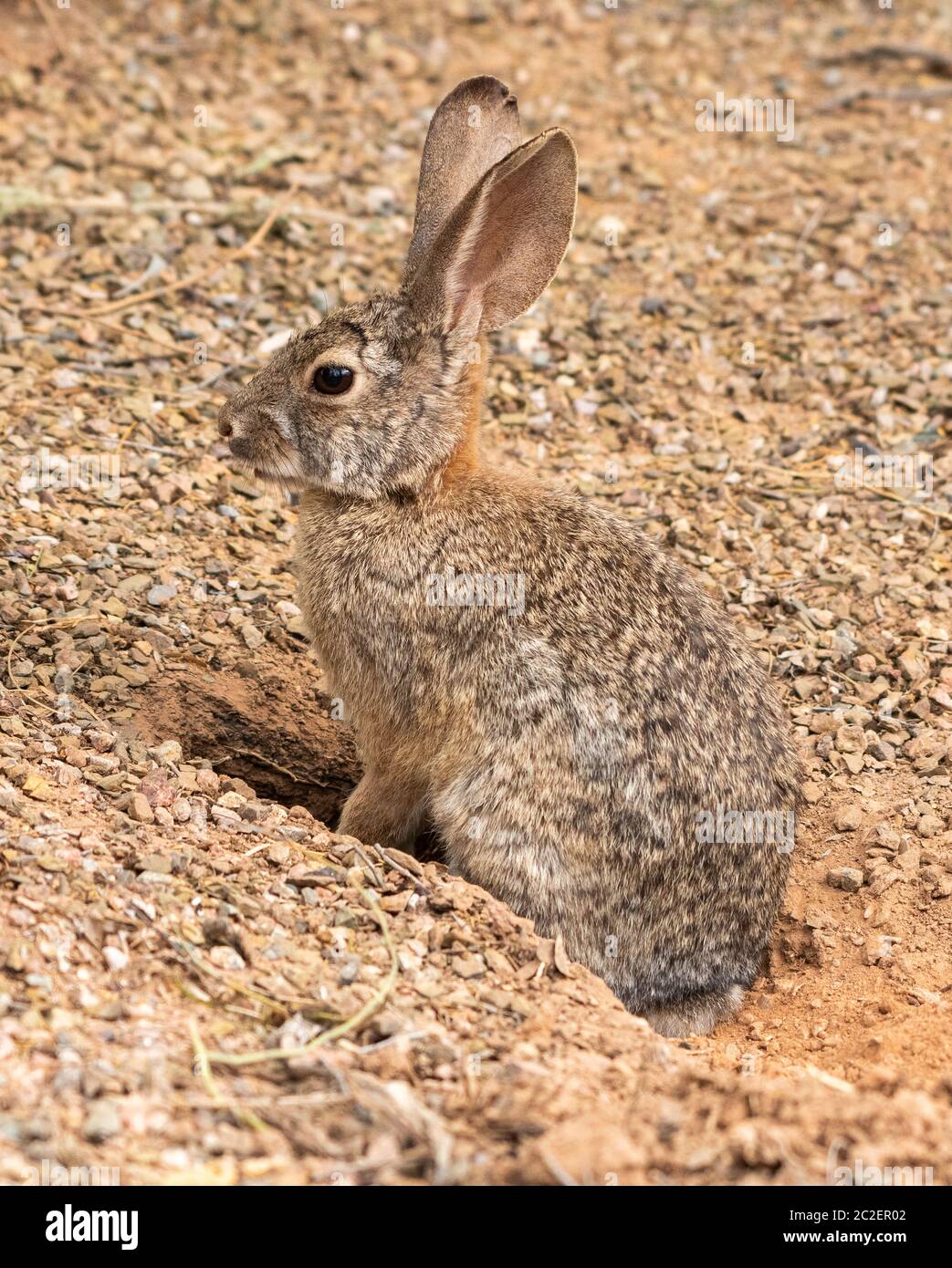 Desert Cottontail, Sylvilagus audubonii, digs a burrow at the Desert ...