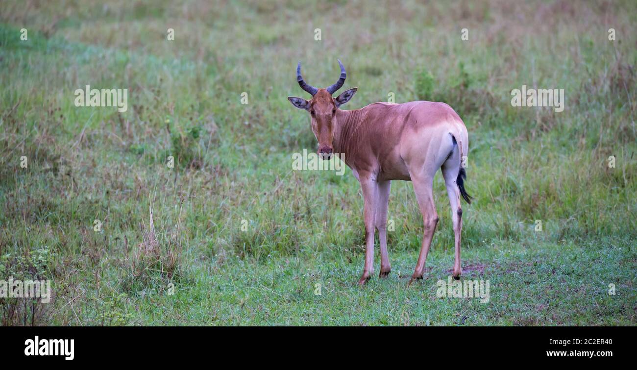 Topi antelope female hi-res stock photography and images - Alamy