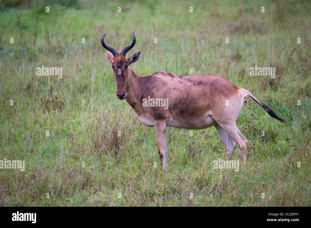 A Topi antelope in the grassland of Kenya's savannah Stock Photo - Alamy