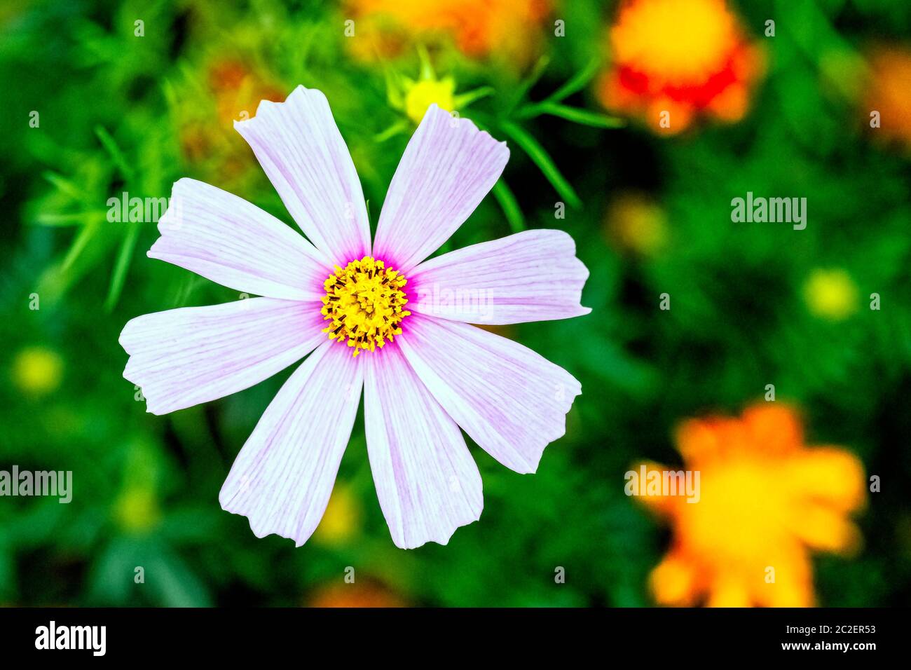 Mexican aster cosmos bipinnatus hi-res stock photography and images - Alamy