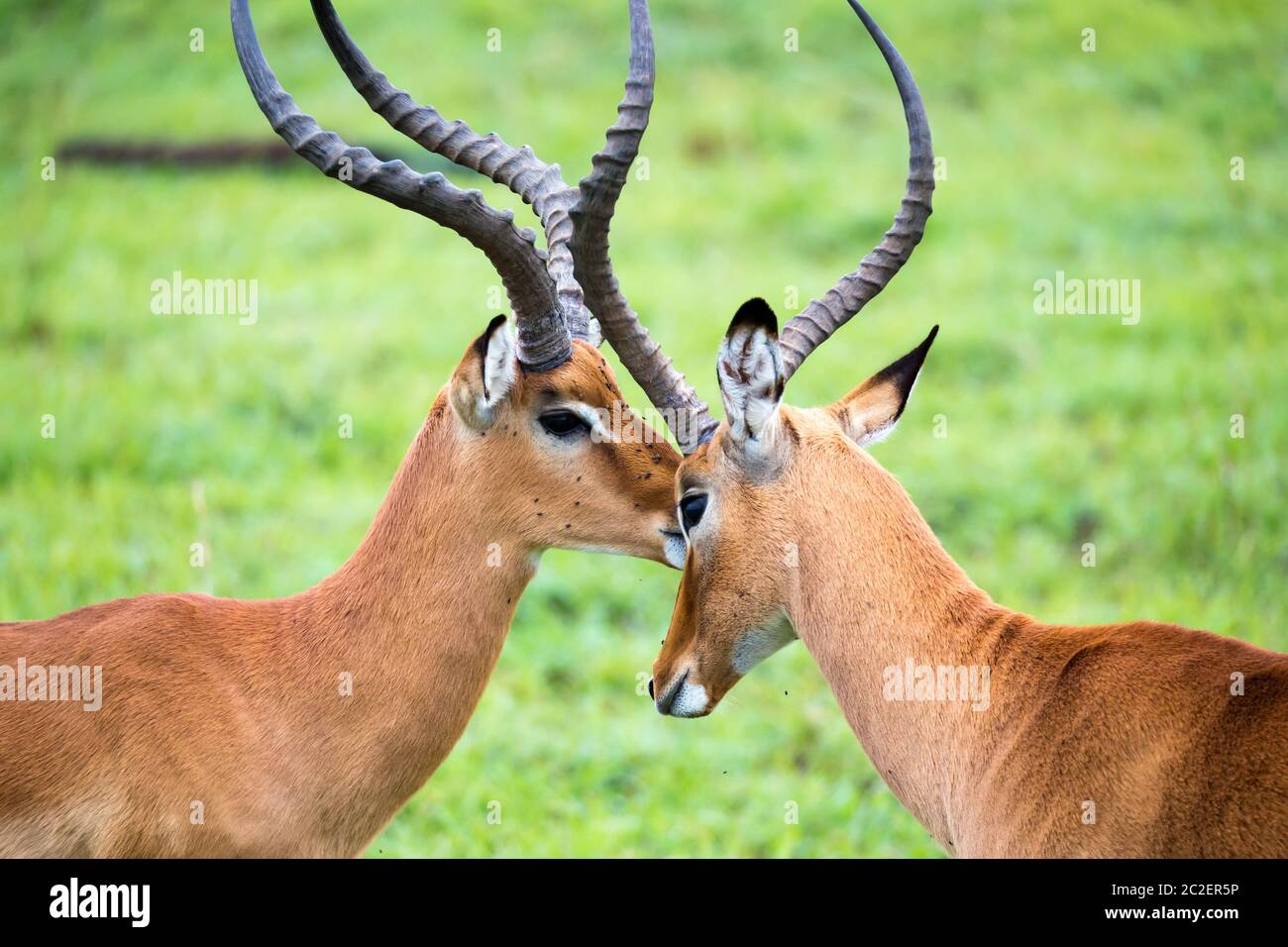 Impala family hi-res stock photography and images - Alamy