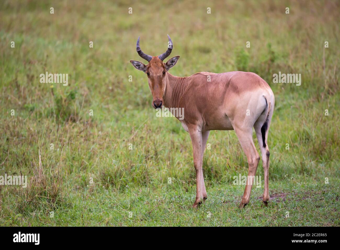 A Topi antelope in the grassland of Kenya's savannah Stock Photo - Alamy