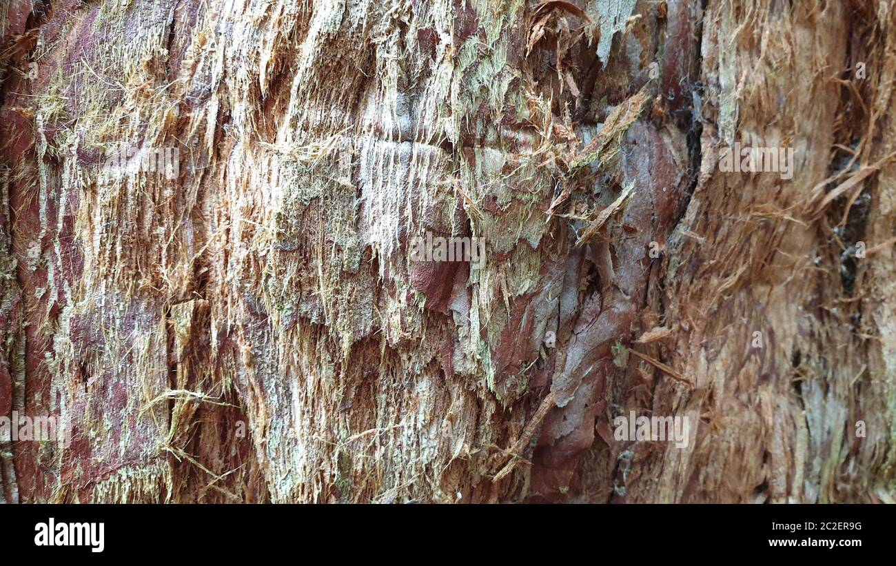 Texture of tree bark Stock Photo - Alamy