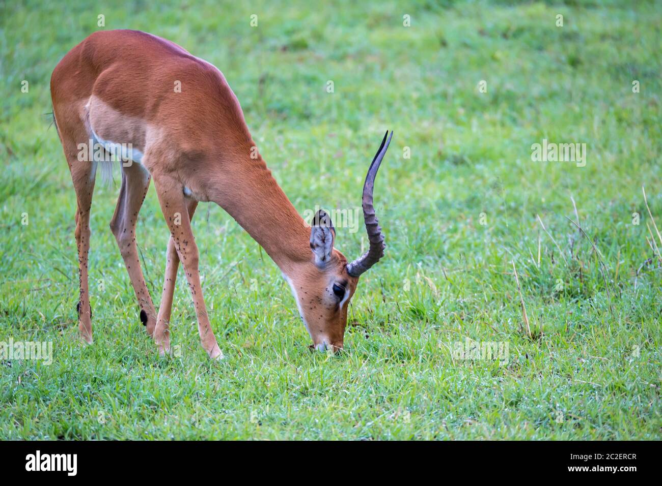 Impala rutting hi-res stock photography and images - Alamy