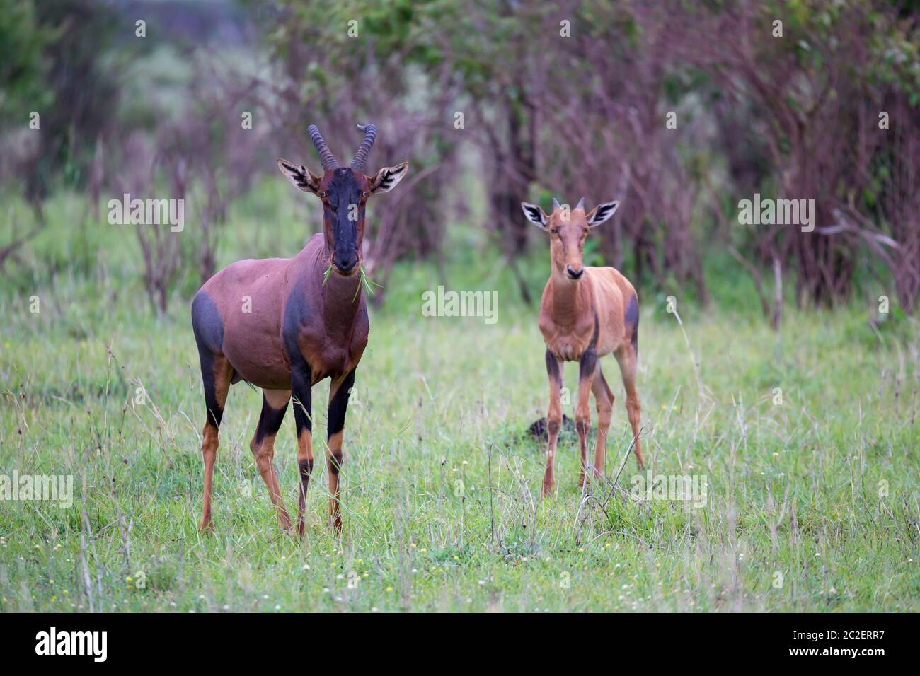 Black topi hi-res stock photography and images - Alamy