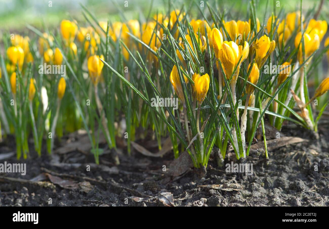Yellow crocus for the woodland garden hi-res stock photography and ...
