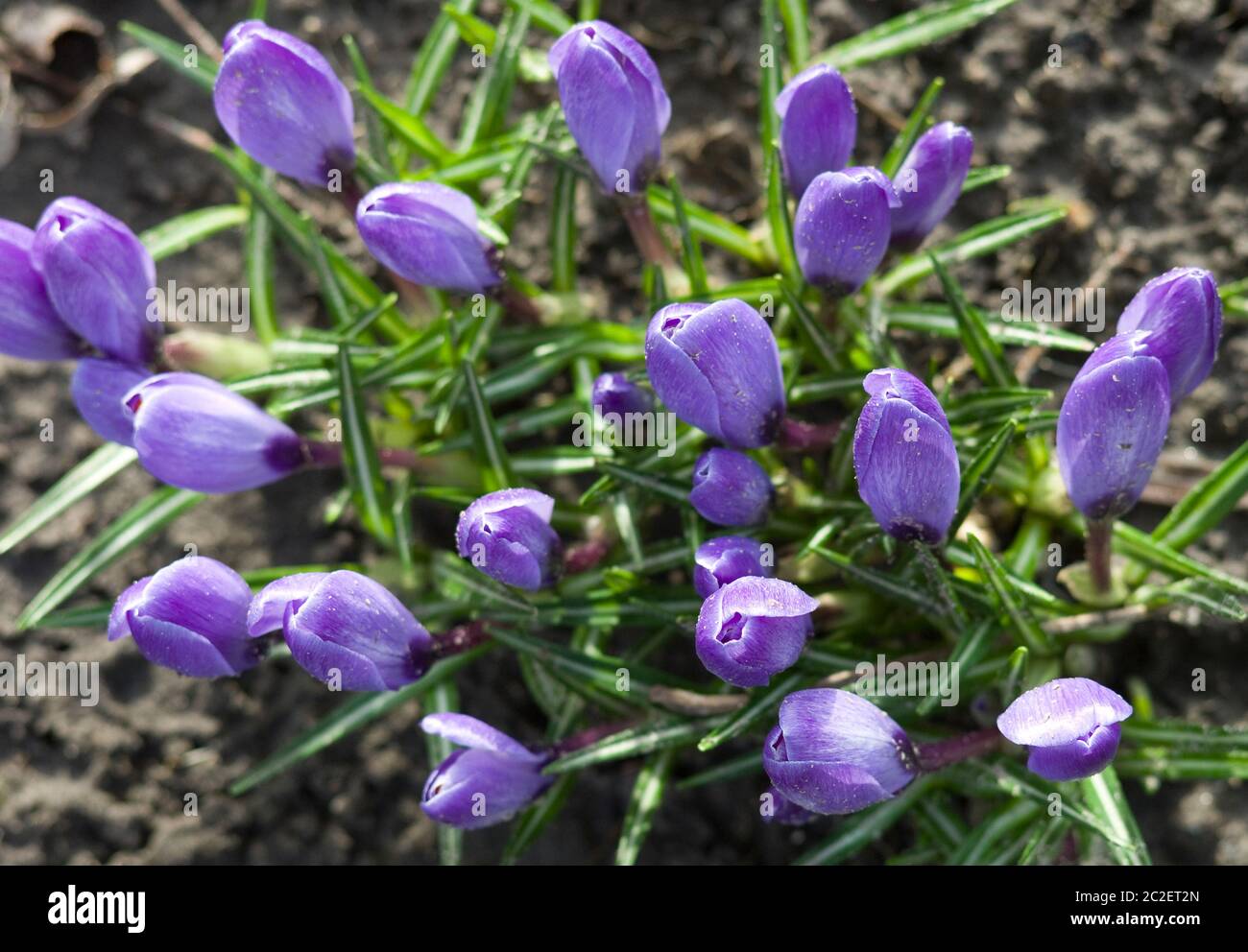 Group autumn crocus flowers hi-res stock photography and images - Alamy