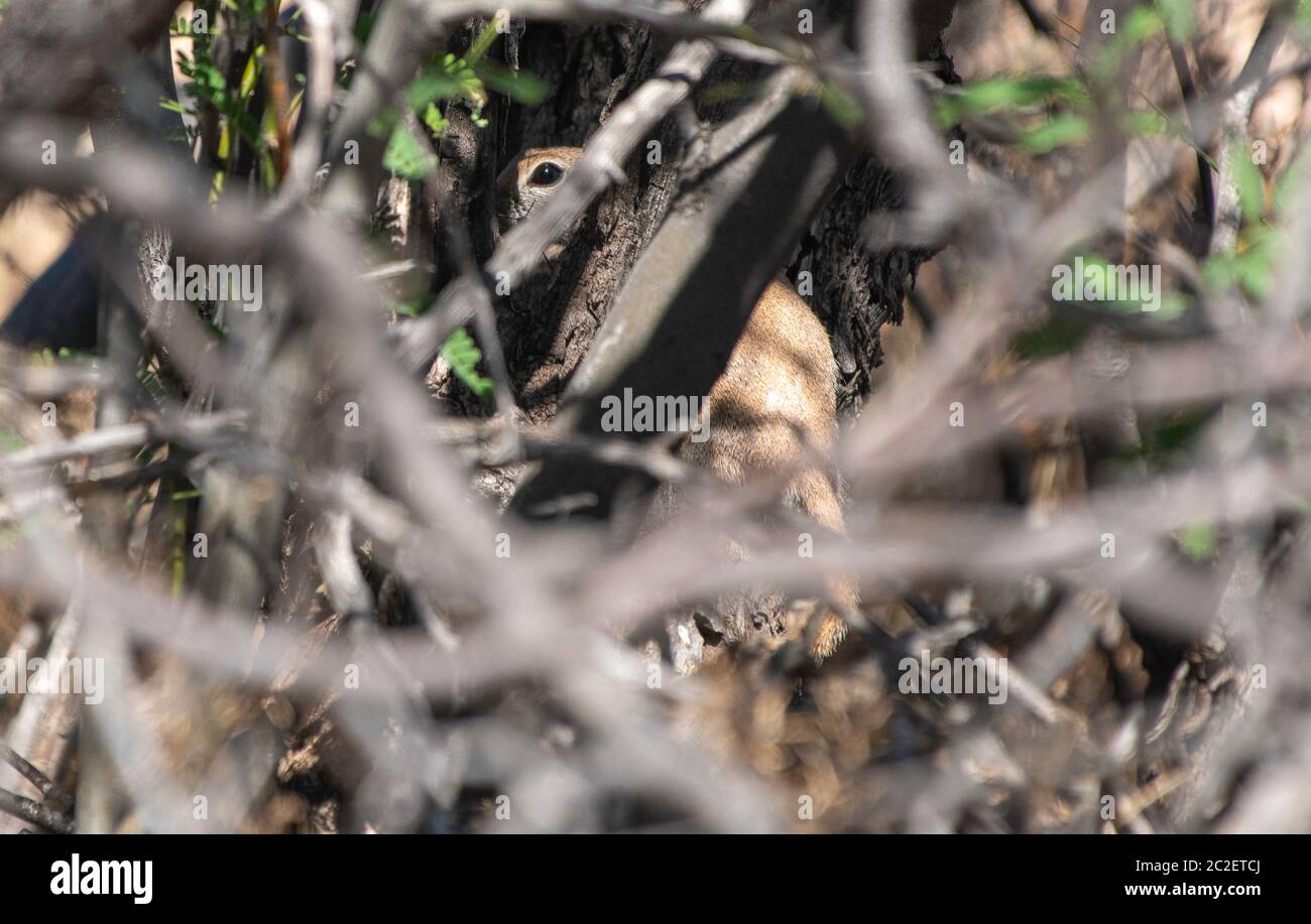 Rock Squirrel, Otospermophilus variegatus, concealed behind a shrub in ...
