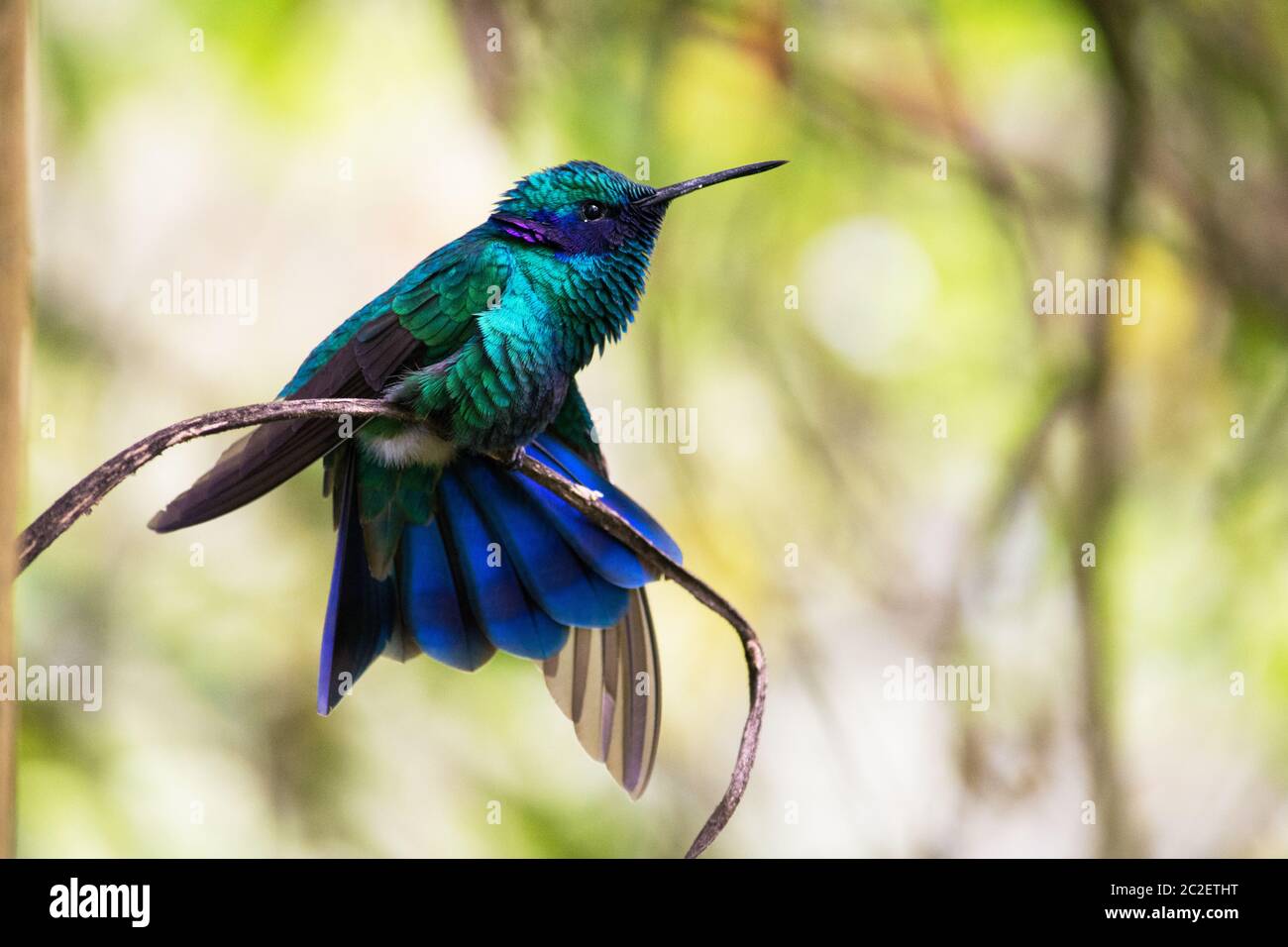 Cute hummingbird on a branch. This bird is stretching its wings Stock ...