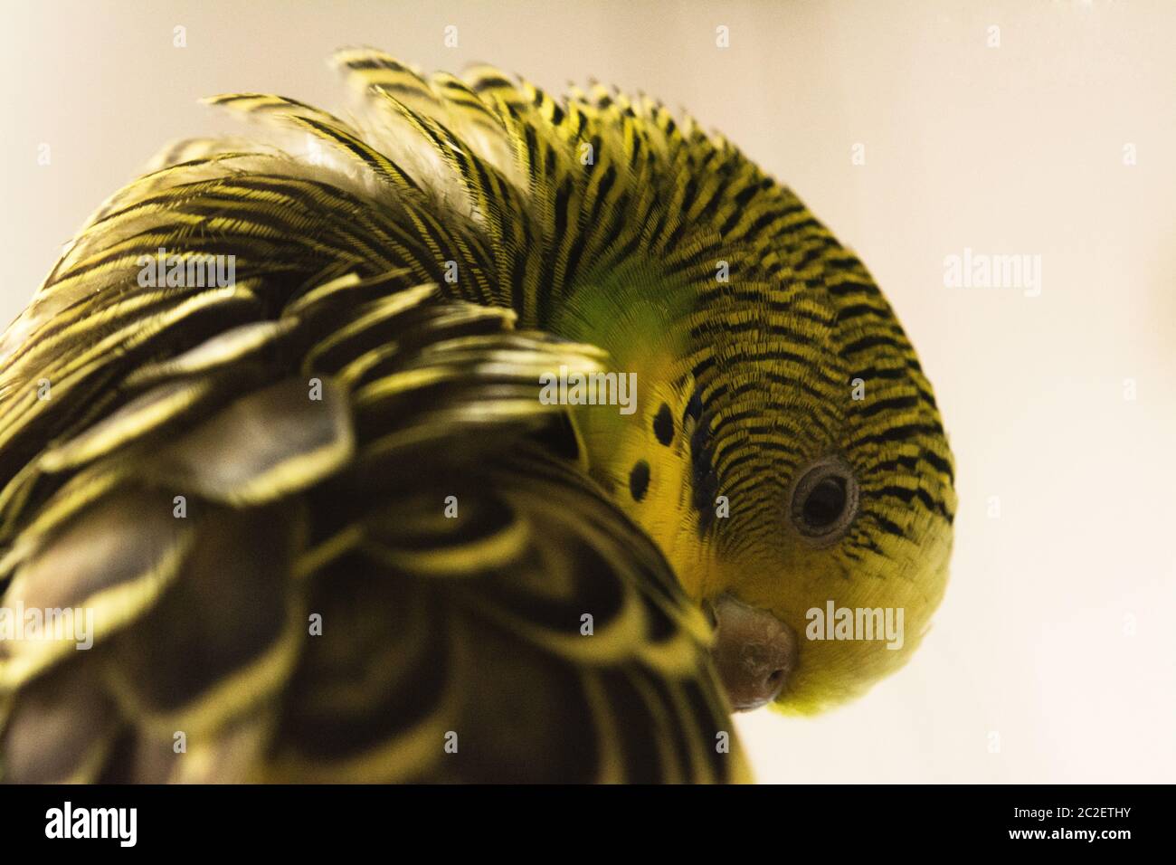 Pájaro beautiful hi-res stock photography and images - Alamy