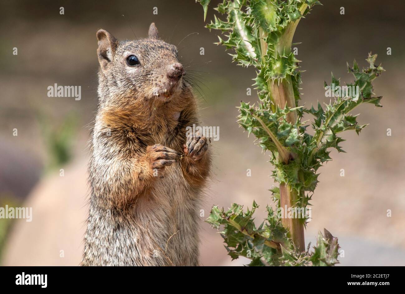 Rock Squirrel, Otospermophilus variegatus, at the Riparian Preserve at ...
