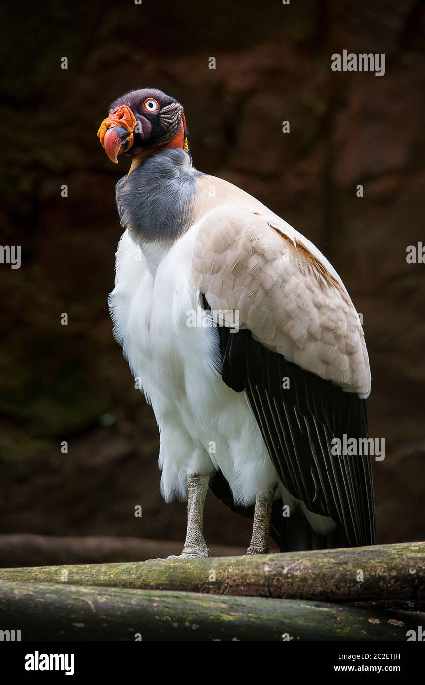 This is a big bird. It is a sarcoramphus papa a beautiful condor Stock ...