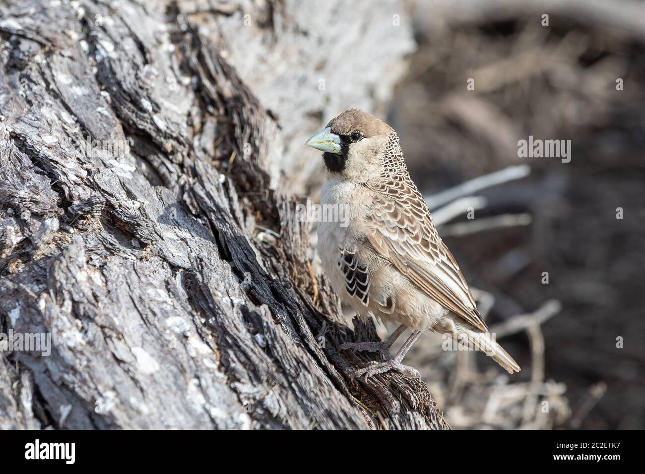 Sociable Weaver Bird at Kalahari transfontier park, South Africa Stock ...