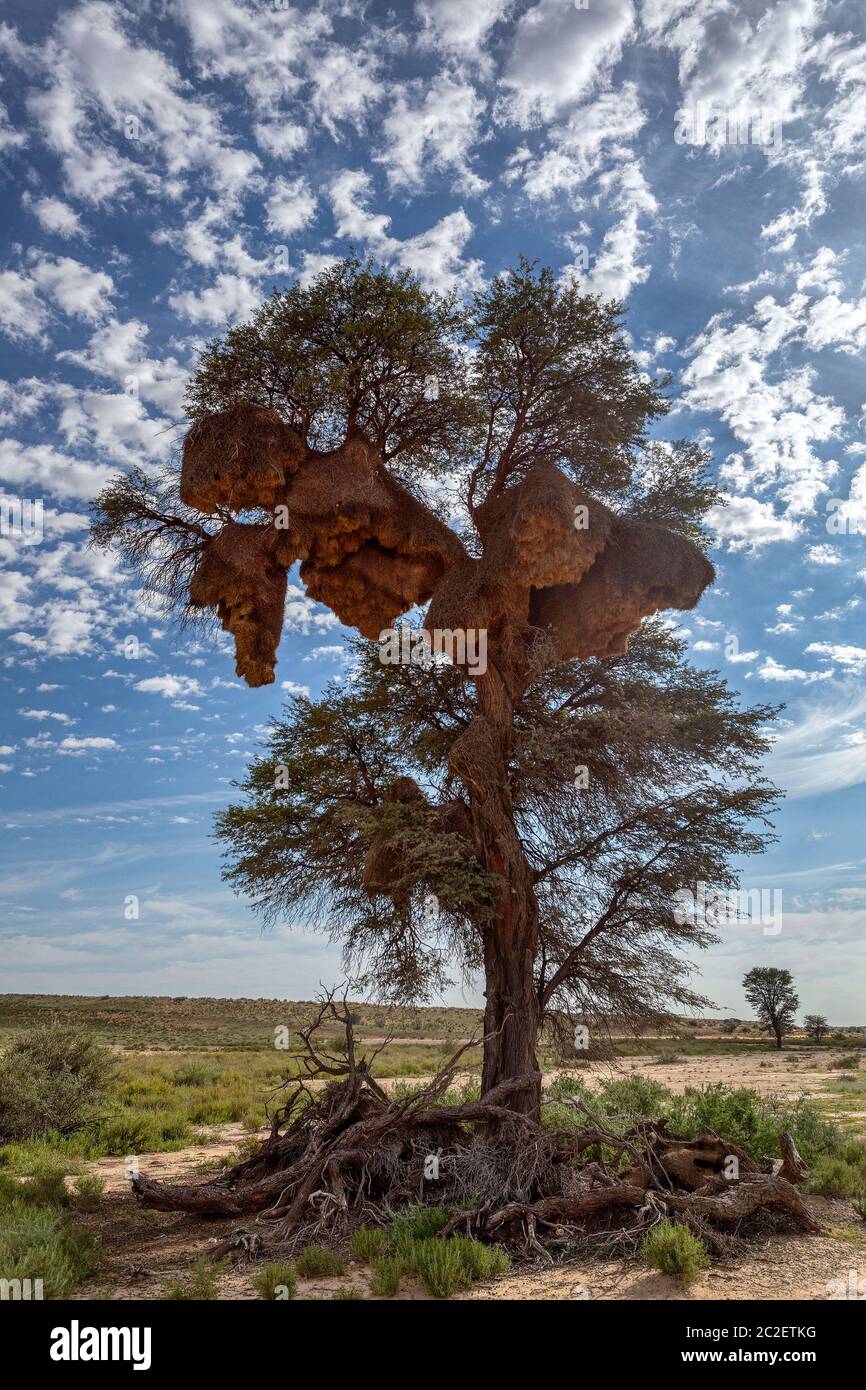 African acacia tree communal nest hi-res stock photography and images ...