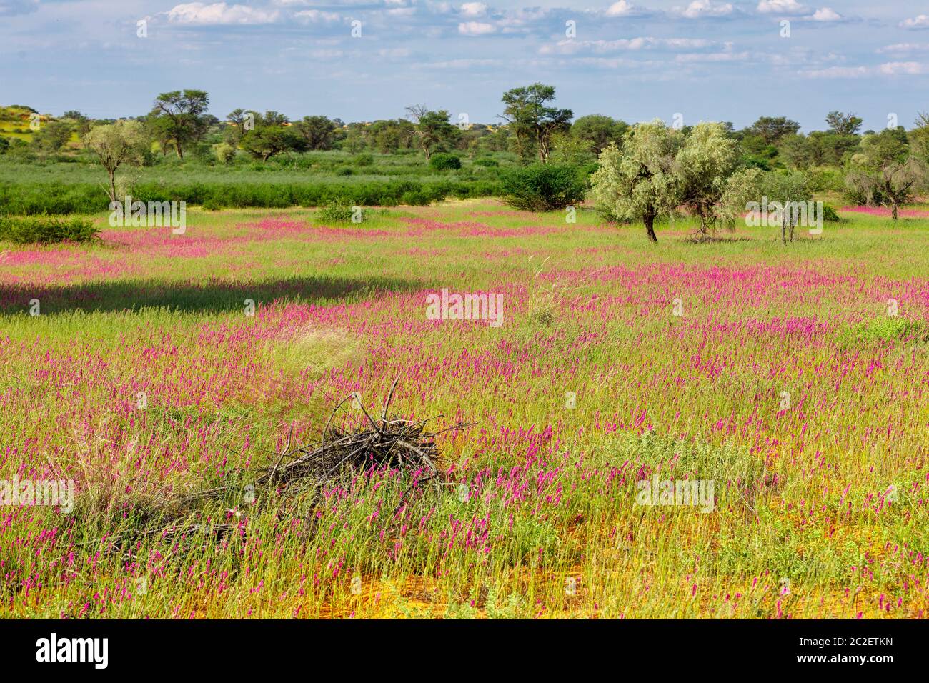 Violet flowering Kalahari desert after rain season, South Africa ...