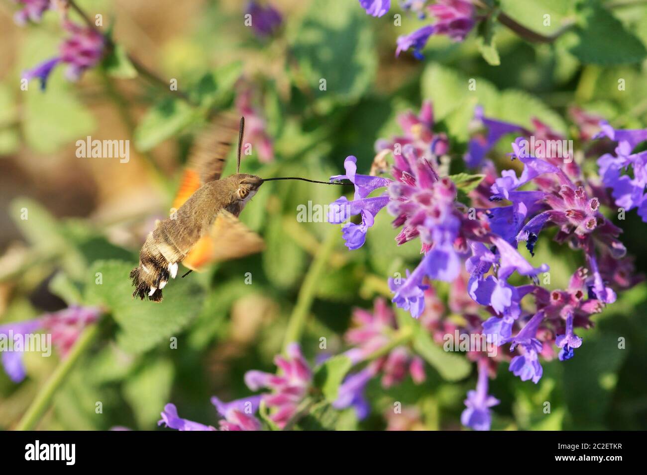 Hummingbird hawk moth garden hi-res stock photography and images - Alamy