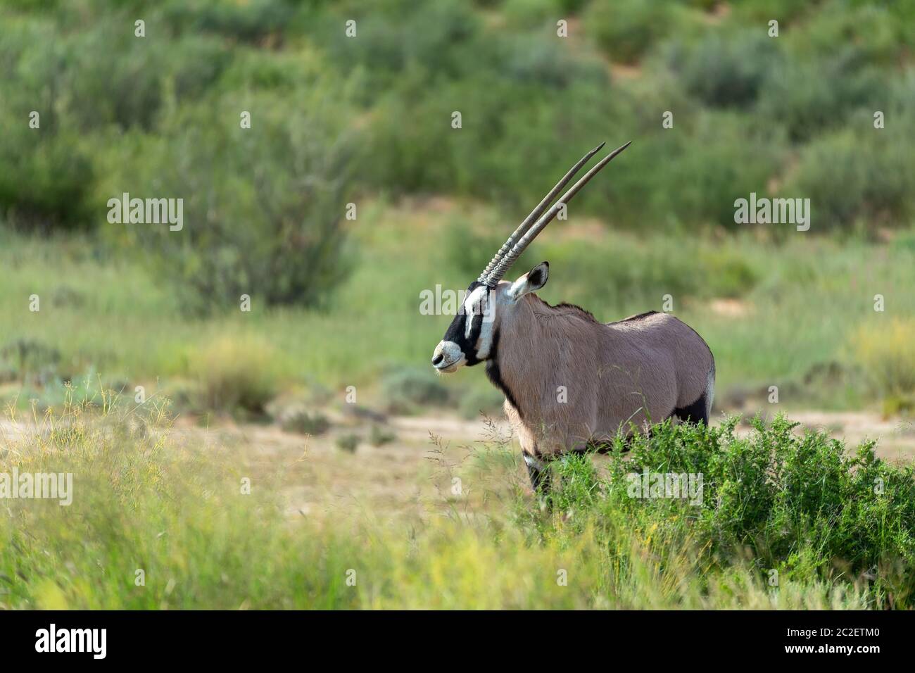 common antelope Gemsbok, Oryx gazella in Kalahari after rain season ...