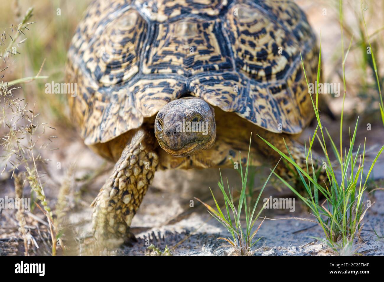 turtle leopard tortoise in nature habitat, north part of South Africa ...