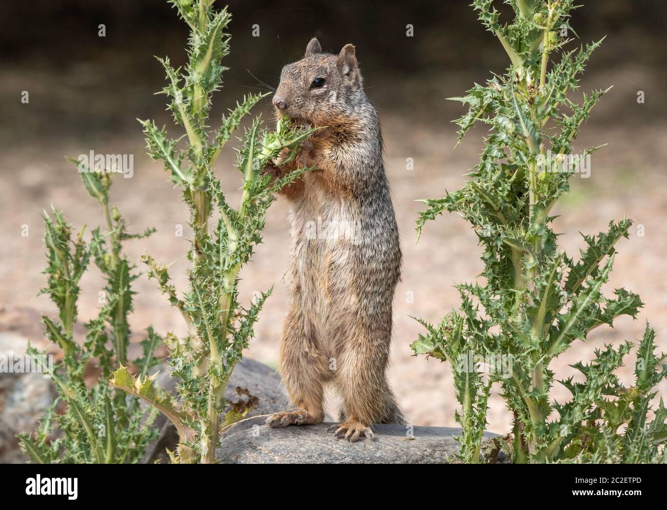 Rock Squirrel, Otospermophilus variegatus, at the Riparian Preserve at ...