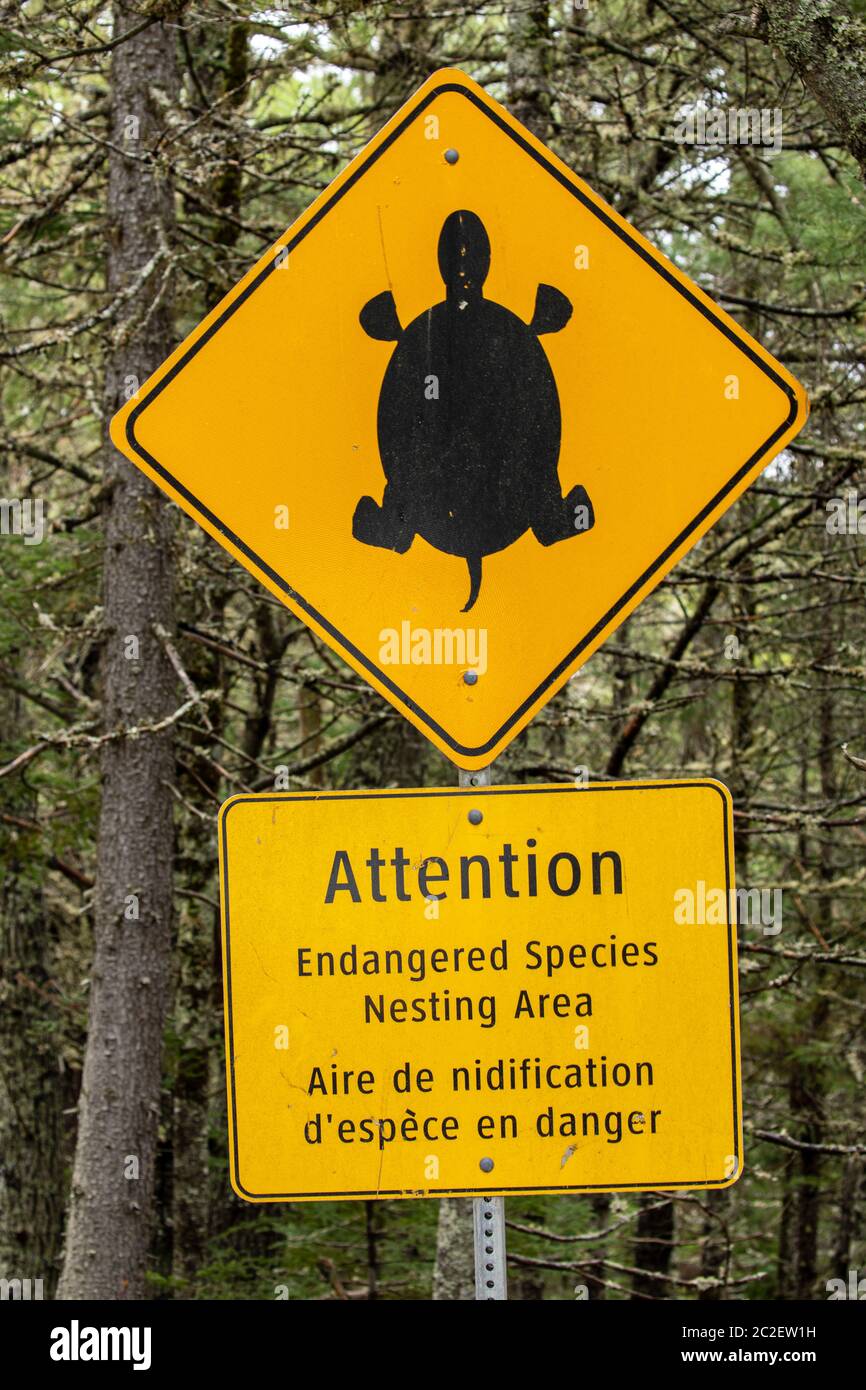 Turtle Sign