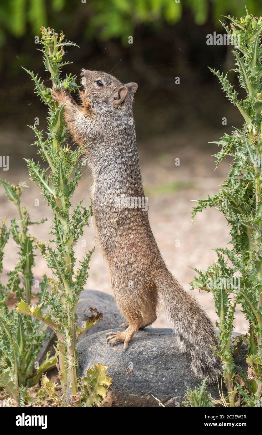 Rock Squirrel, Otospermophilus variegatus, at the Riparian Preserve at ...