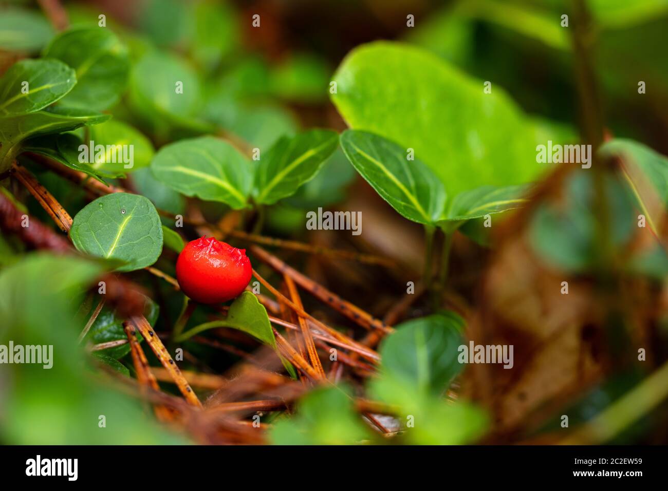 Red berries growing tree berry fruit hi-res stock photography and ...