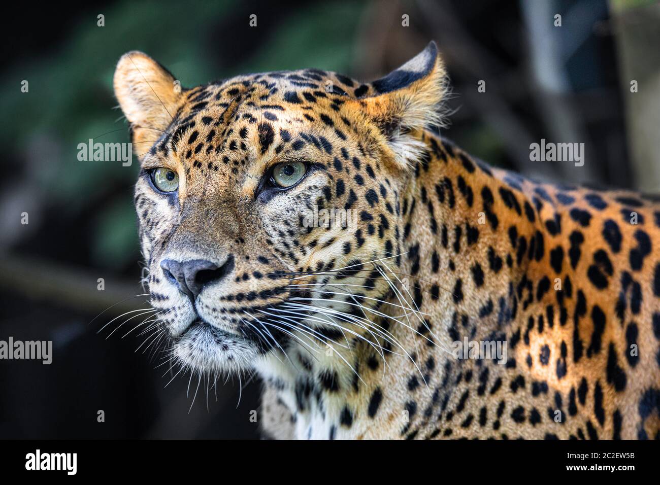 Ceylon leopard hi-res stock photography and images - Alamy